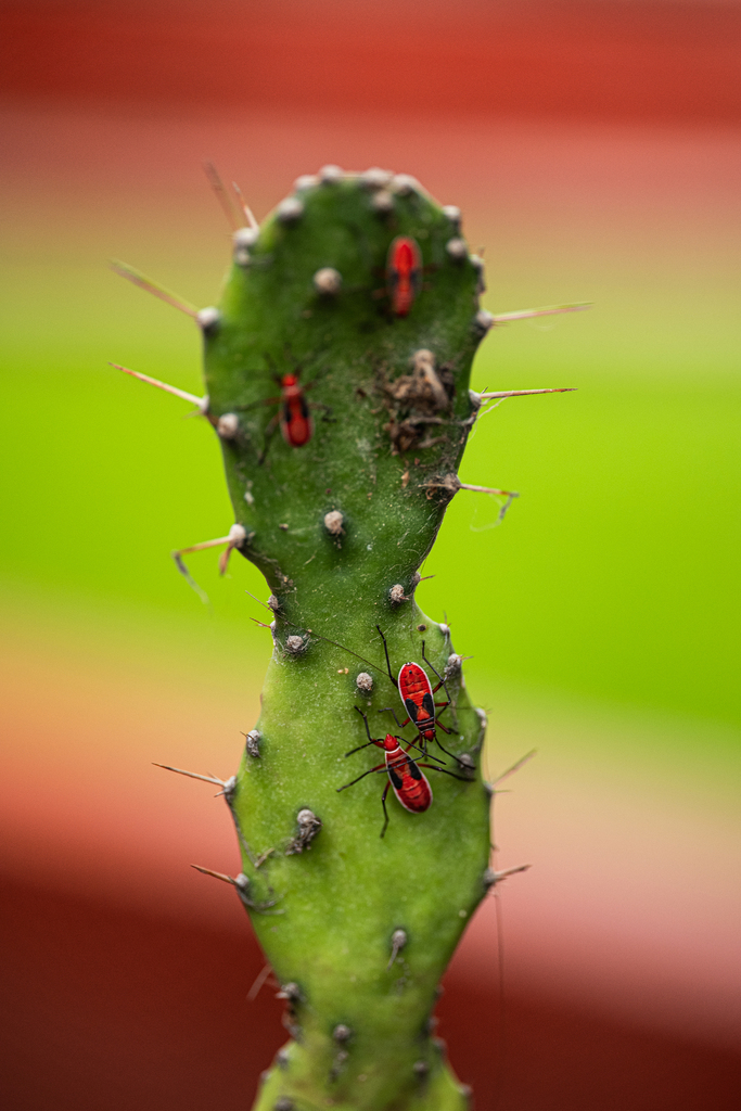 Dysdercus mimulus from Santa María Tequepexpan, San Pedro Tlaquepaque ...