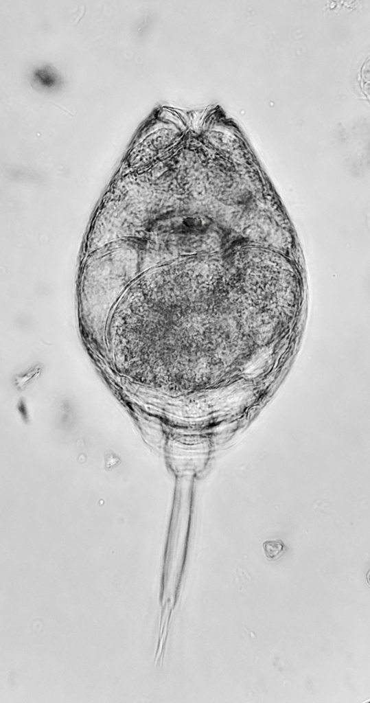 Lecanidae from Brisbane QLD, Australia on March 2, 2025 at 10:15 AM by ...