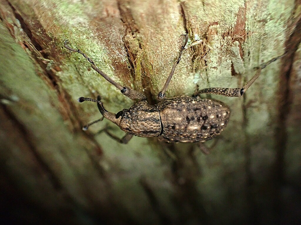 Sipalinus gigas from 日本、〒193-0844 東京都八王子市高尾町 on June 14, 2024 at 07:07 PM by mna64sn · iNaturalist
