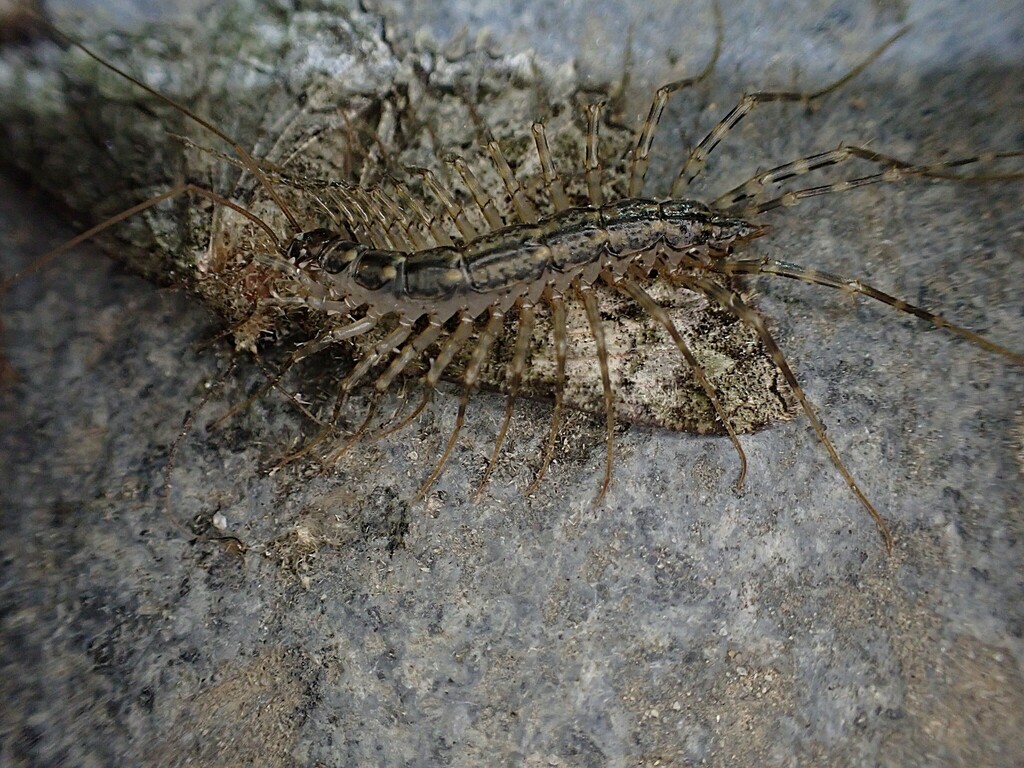 Japanese House Centipede from 日本、〒193-0844 東京都八王子市高尾町 on June 14, 2024 ...