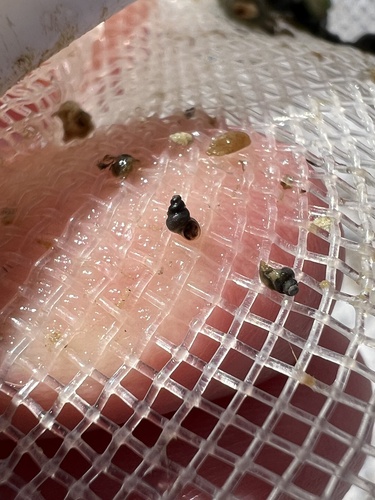 Tryonia salina · iNaturalist Ecuador