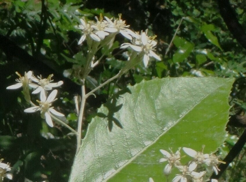 musk daisy-bush from Sailors Falls VIC 3461, Australia on December 7 ...