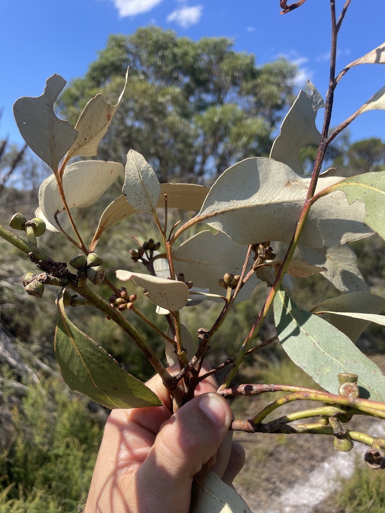 Gippsland Mallee from Strzelecki Ward, Tarwin Lower, VIC, AU on March 4 ...