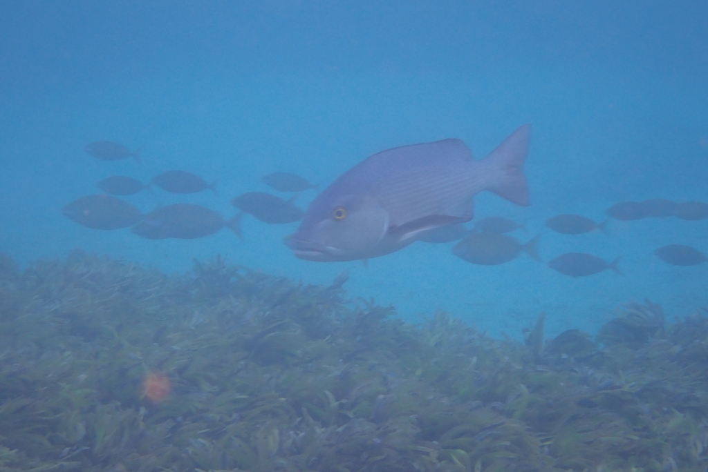 Two-spot Red Snapper from Desroches Beach North Side on March 04, 2025 ...
