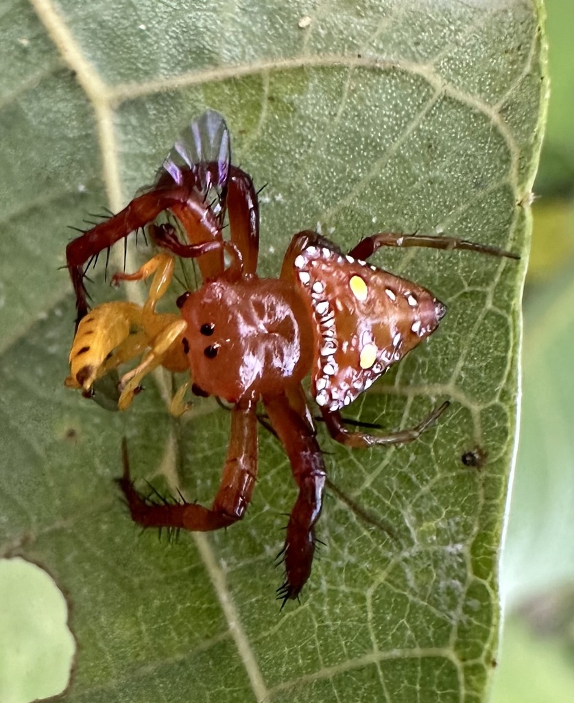 Common Triangular Spider from Cherry La, Belli Park, QLD, AU on March 4 ...