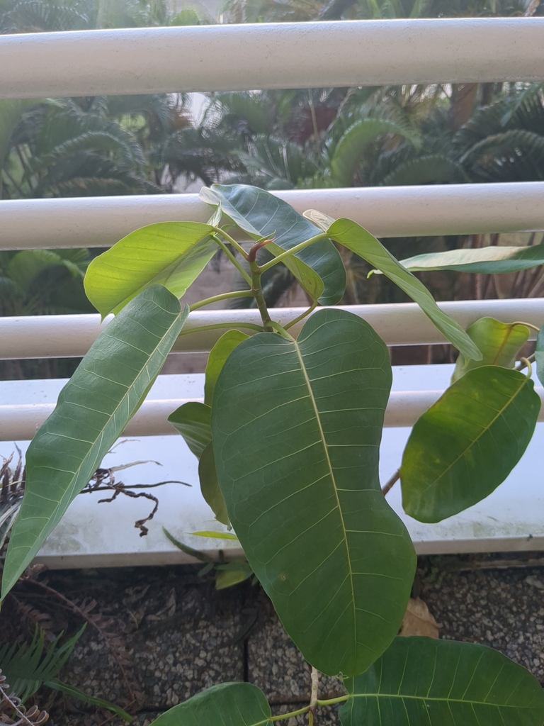 Figs from Isla Grande, San Juan, 00907, Puerto Rico on March 4, 2025 at ...