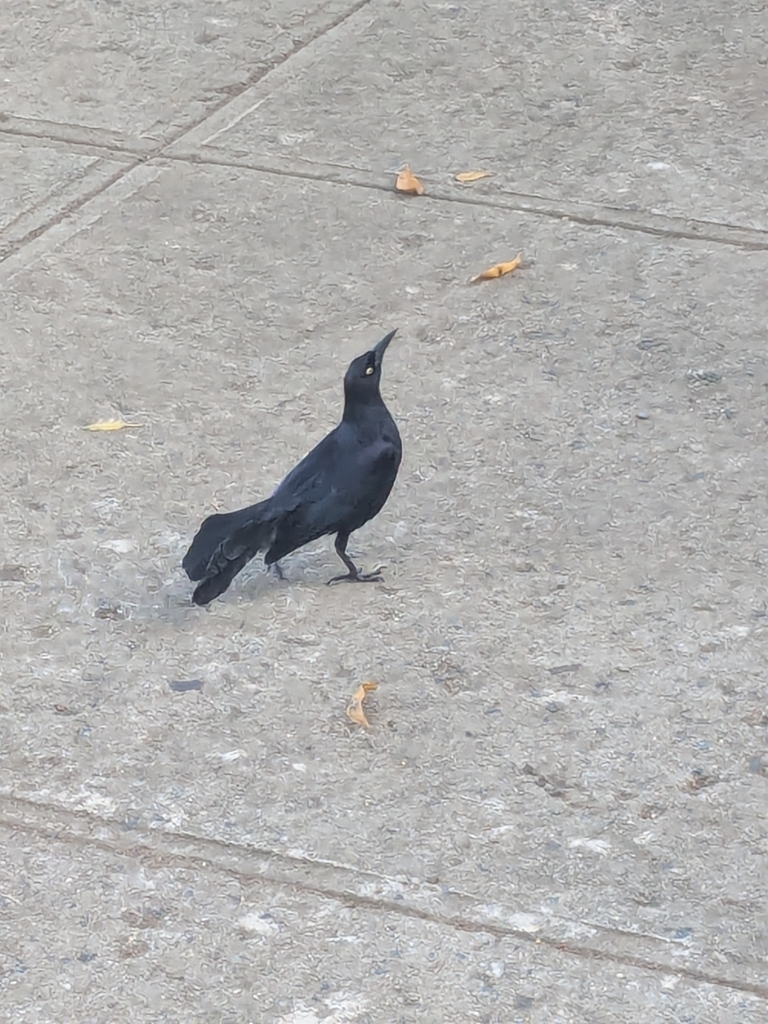 Greater Antillean Grackle from Isla Grande, San Juan, 00907, Puerto ...