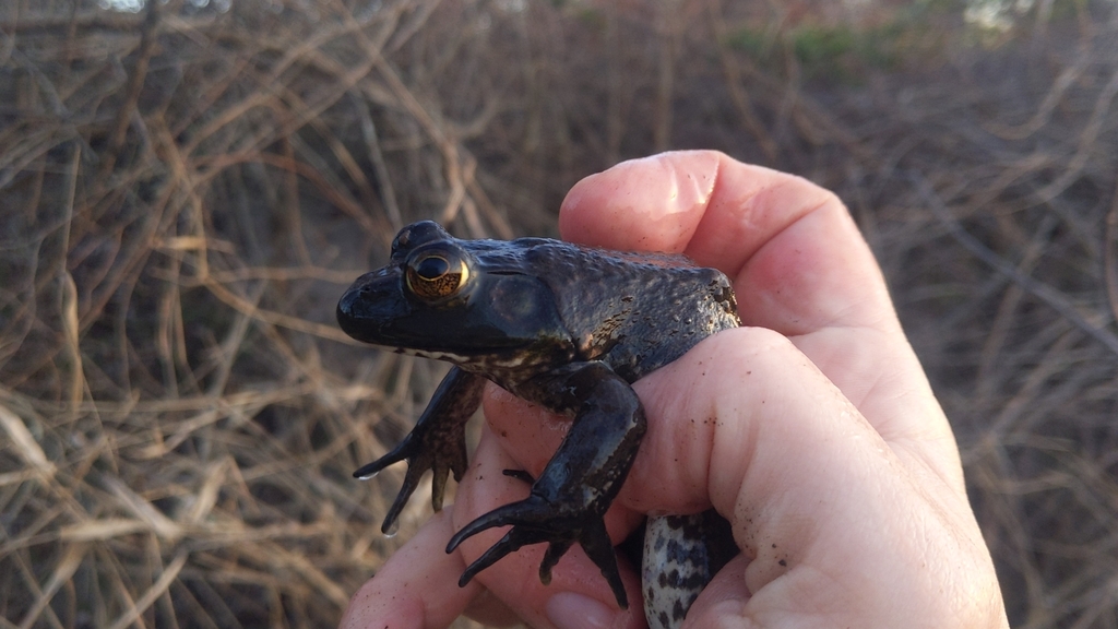 American Bullfrog from Andersonville, GA 31711, USA on March 3, 2025 at ...