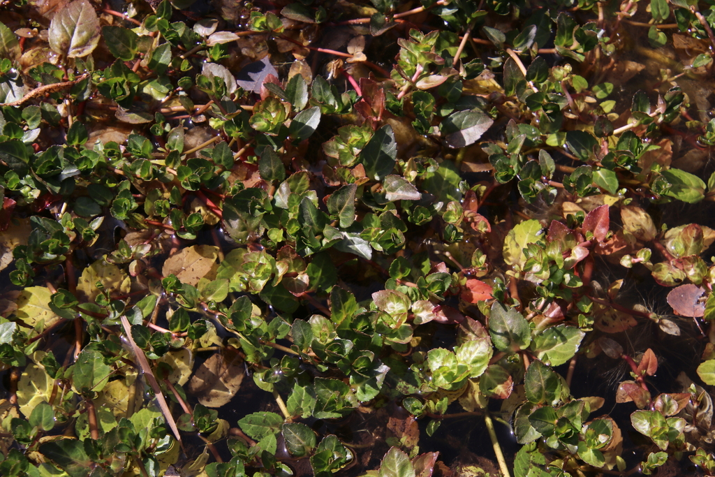American brooklime from Huerfano County, CO, USA on October 12, 2024 at ...