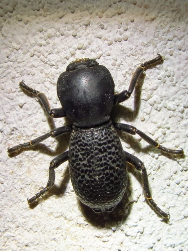 Zopherus concolor · iNaturalist