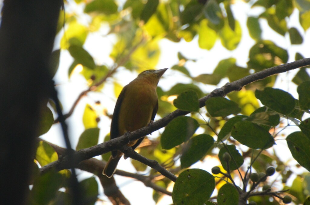 Eastern Summer Tanager from 97305 Cholul, Yucatan, Mexico on December 3 ...