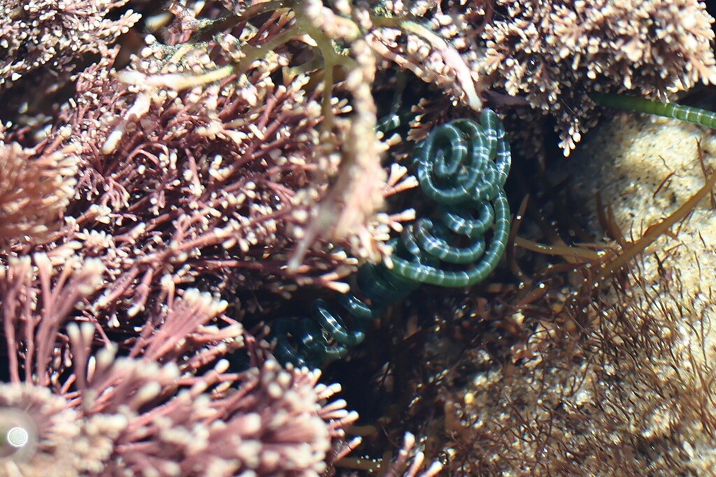 Chaetomorpha spiralis from Newport Coast, Newport Beach, CA, USA on ...