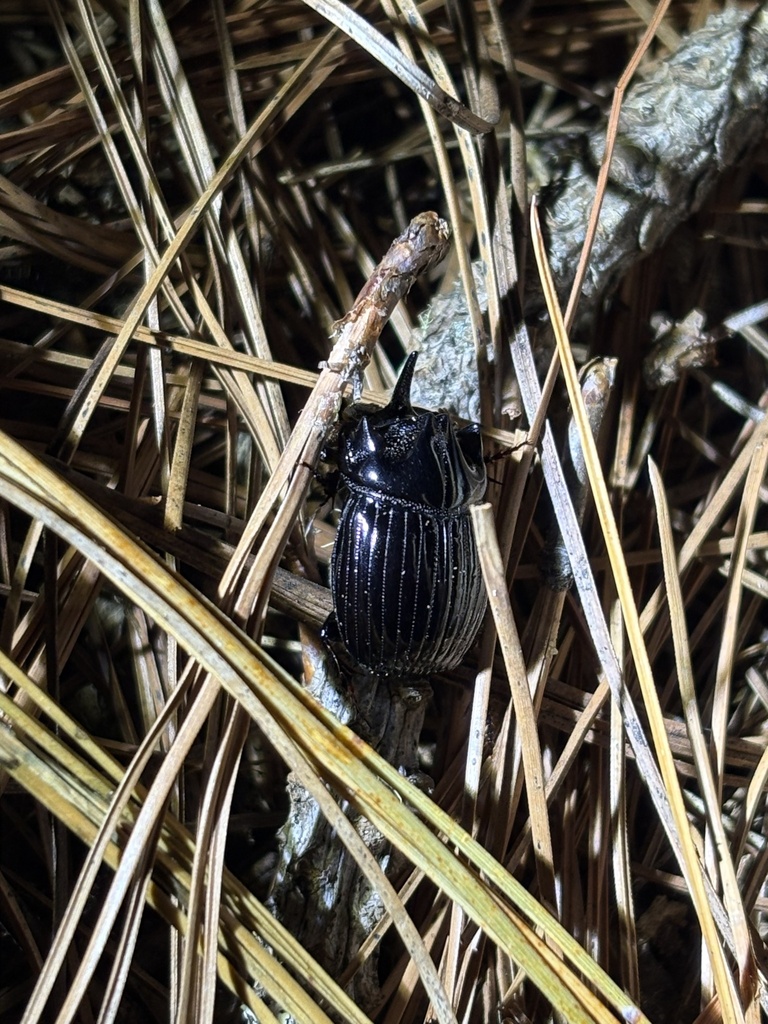 Copris lunaris from Hidalgo, Tamps., MX on March 2, 2025 at 09:41 PM by ...