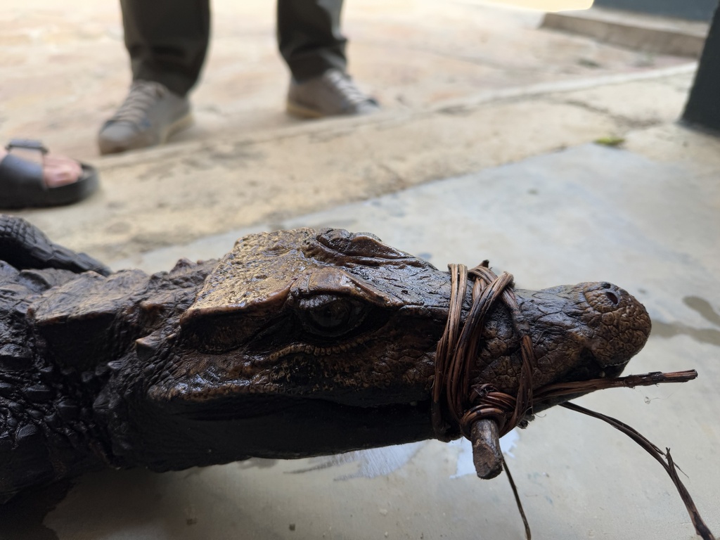 Congo Dwarf Crocodile in March 2025 by Gwili Gibbon. Confiscated at ...