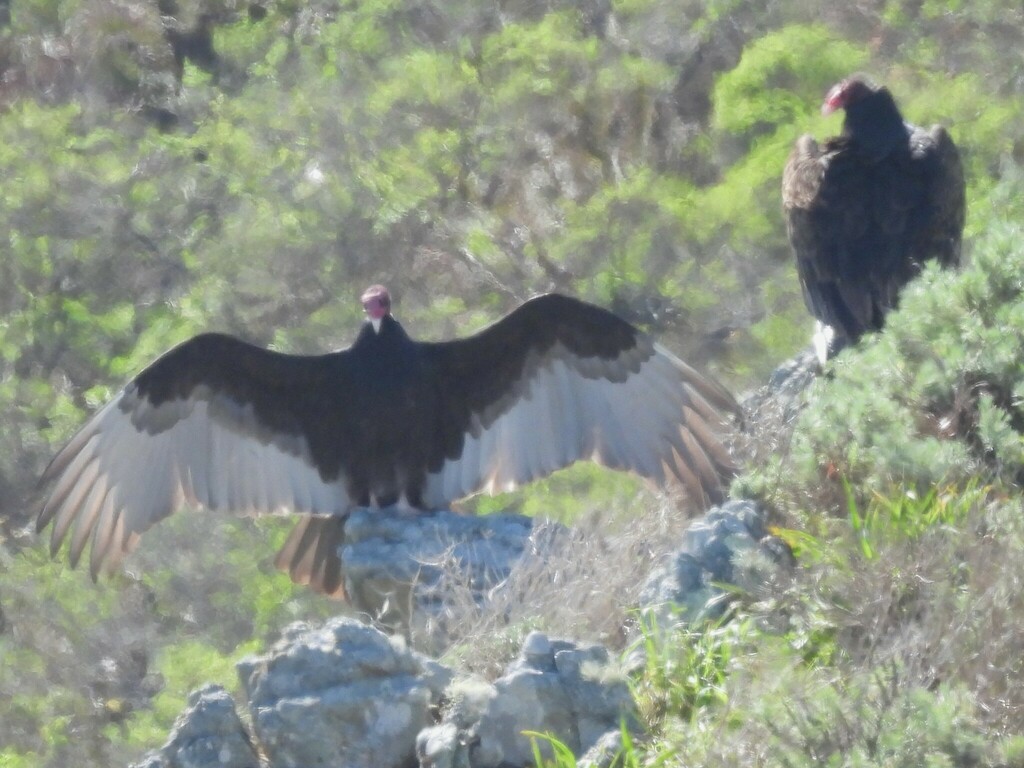 Turkey Vulture from Coastal Fire Rd, California 94941, USA on March 03 ...
