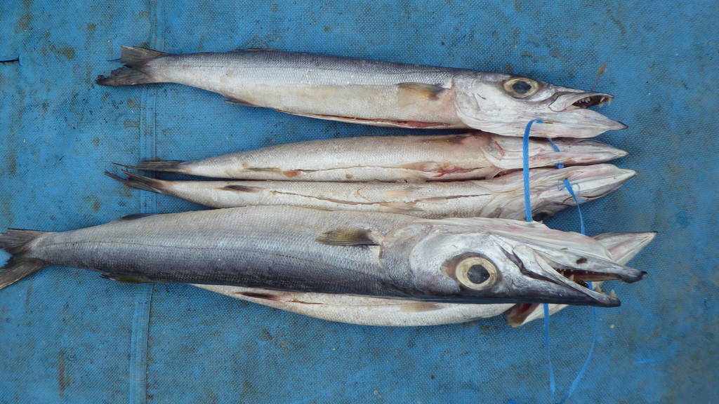Bigeye Barracuda from Roadside fish vendor, Queens Rd., Nadroga-Navosa ...