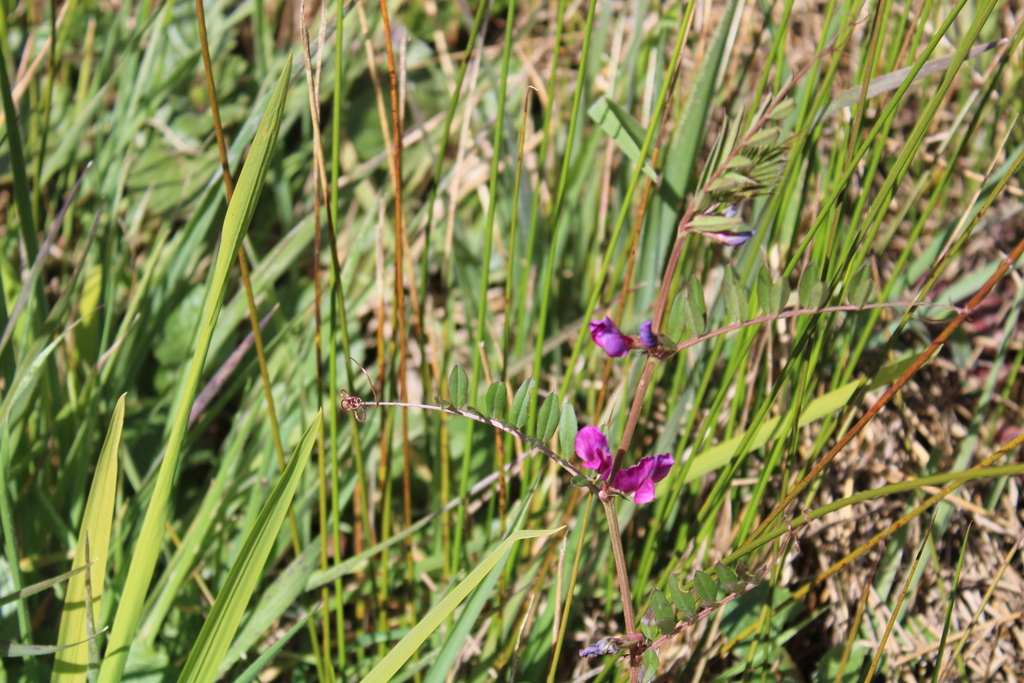 Common Vetch from Tennessee Valley, California, California 94941, USA ...