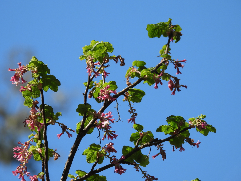 Red-flowering Currant from Tennessee Valley, California, California ...