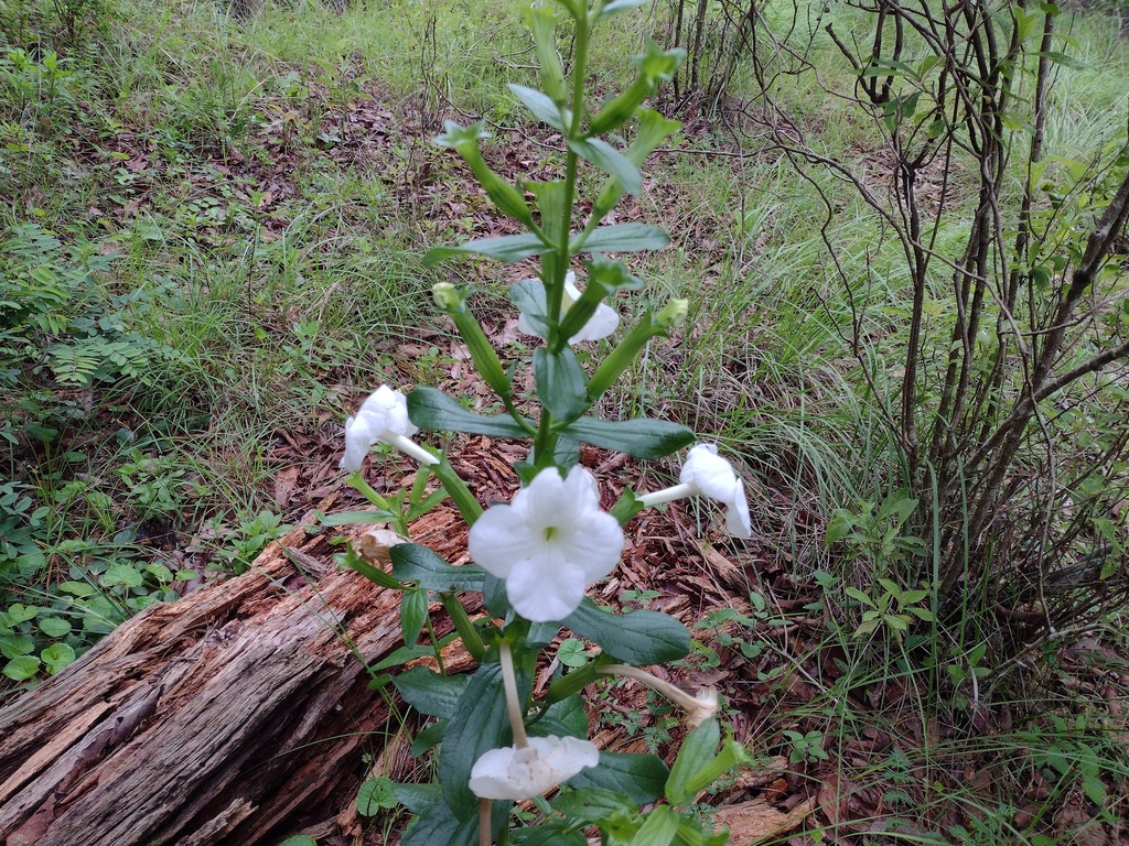 Mountain saffron from San Vicente Lachixío, Oax., México on August 9 ...