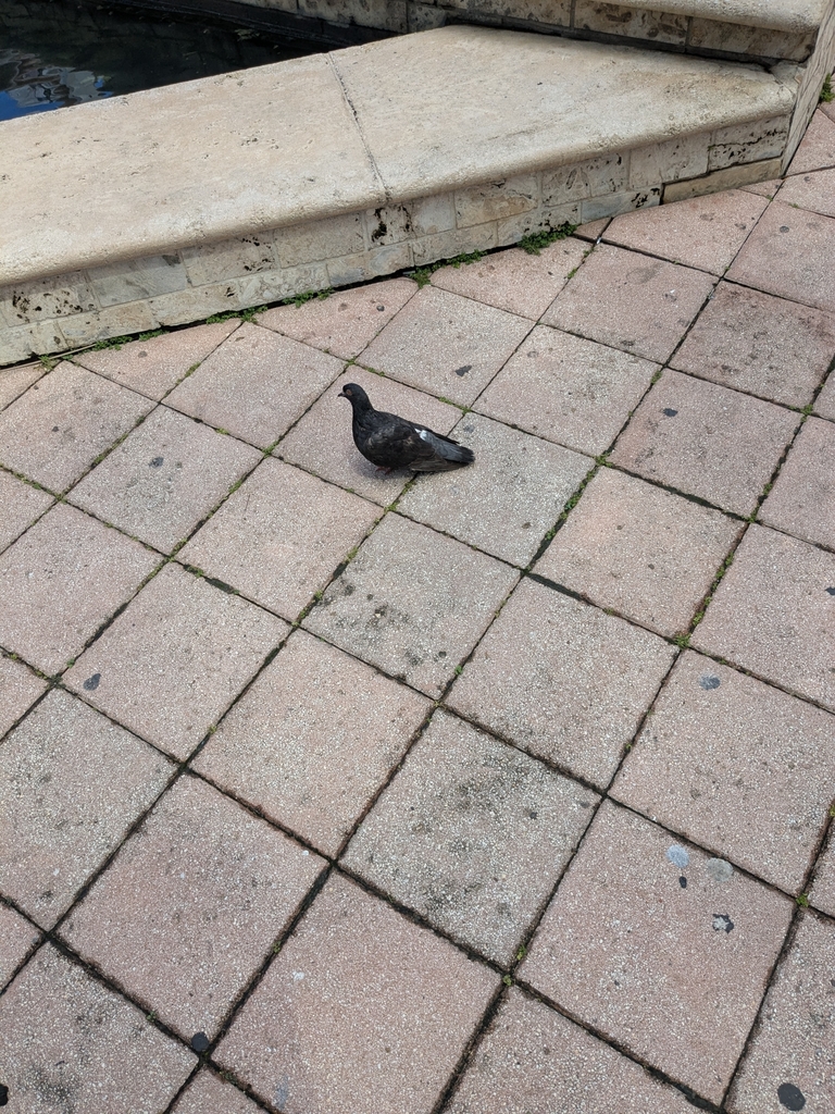 Feral Pigeon from Isla Grande, San Juan, 00907, Puerto Rico on March 4 ...