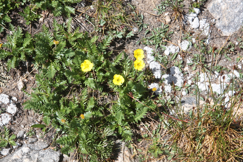 Ross' Avens from Boulder County, CO, USA on September 4, 2011 at 01:37 ...