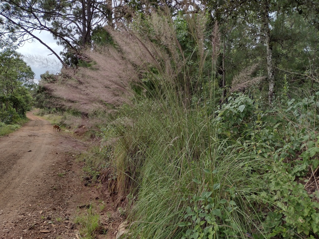 Bull Grass from Oaxaca, MX on October 20, 2024 at 02:15 PM by JENARO ...