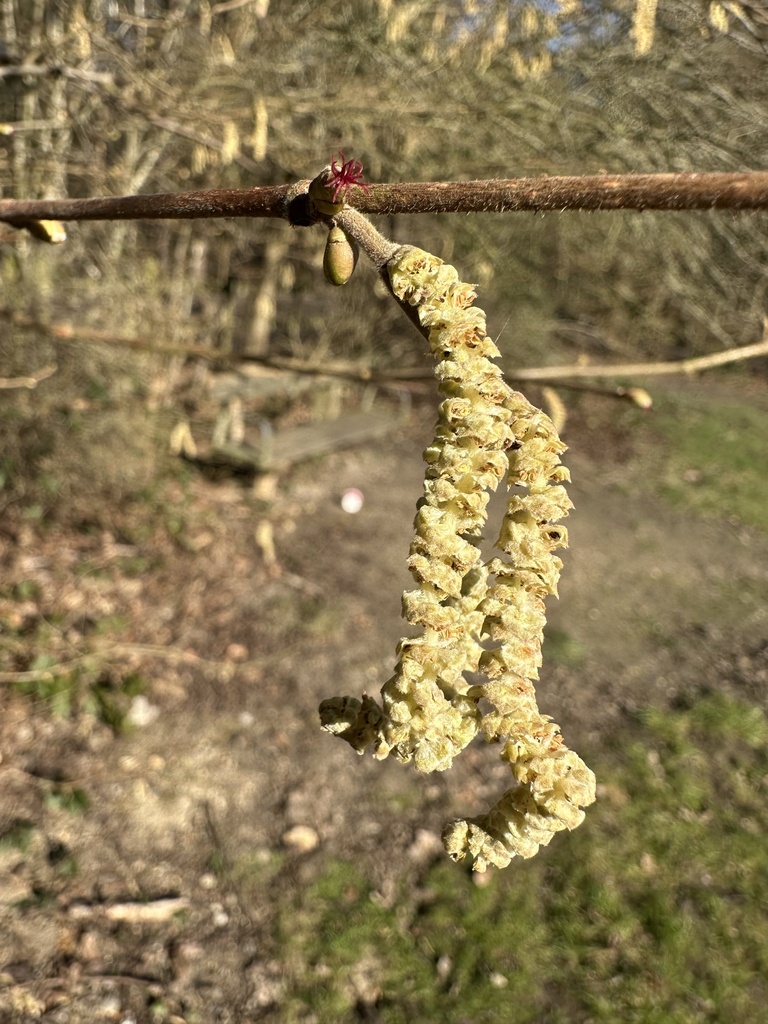 common hazel from Essex, England, GB on March 04, 2025 at 02:16 PM by ...