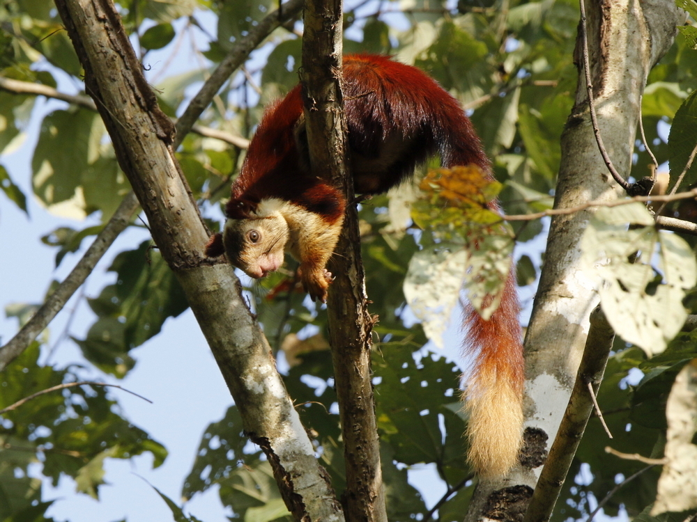 Indian Giant Squirrel (Ratufa indica) - Know Your Mammals