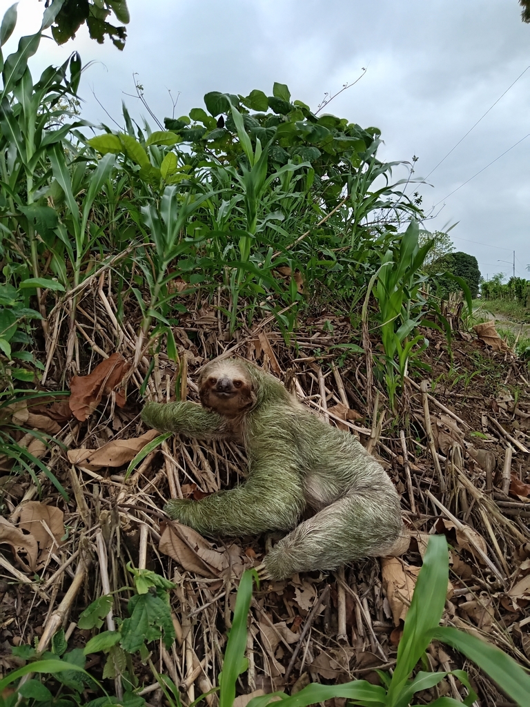 Brown-throated Three-toed Sloth from Rita, Limón, Pococí, Costa Rica on ...