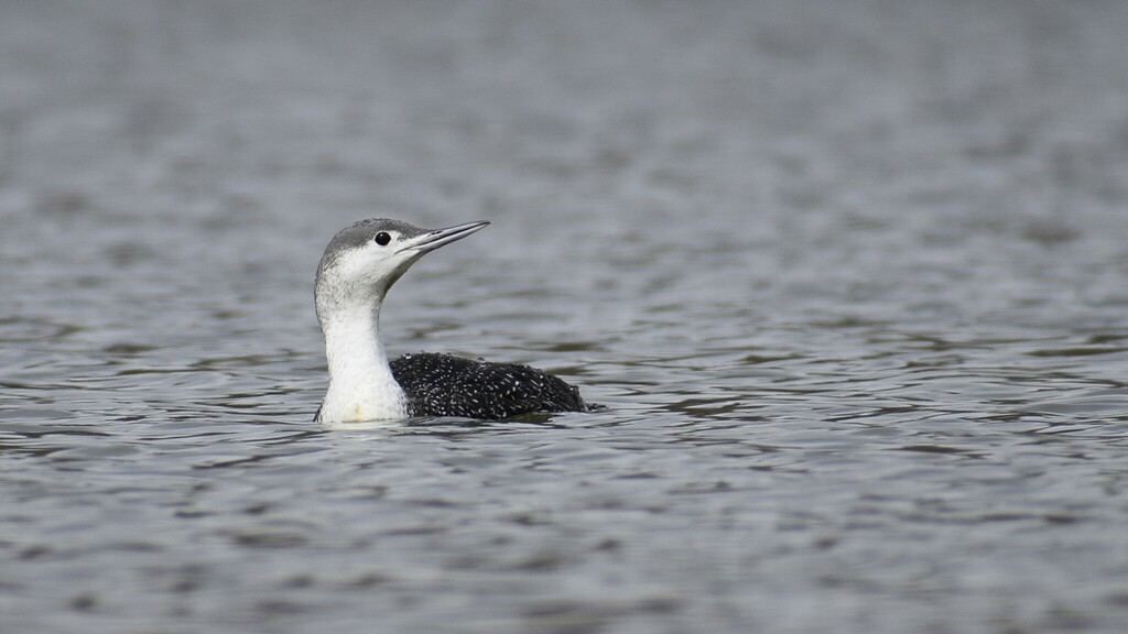 Red-throated Loon from Athens County, US-OH, US on March 4, 2025 at 12: ...