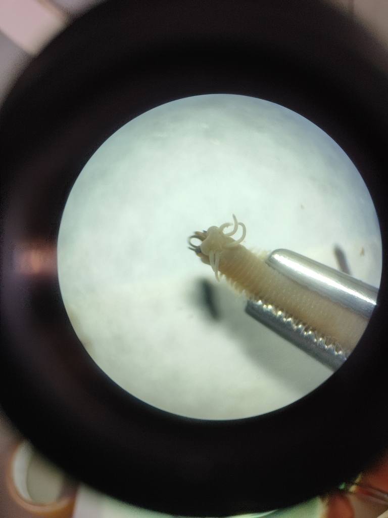 Eunicidae from México on February 22, 2025 by Diego Mojica · iNaturalist