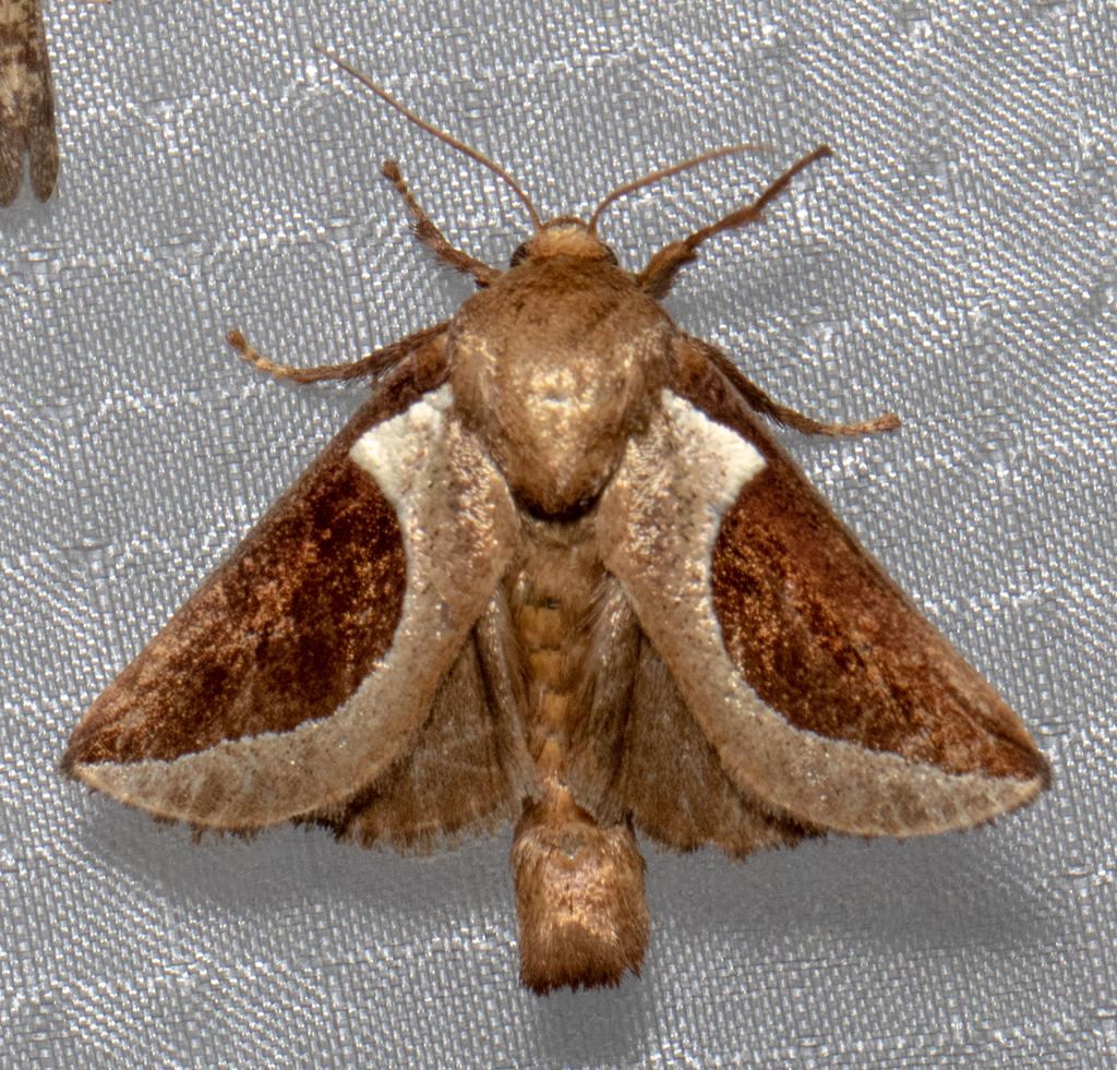 Skiff Moth (The iNaturalist Guide to Payne Hollow) · iNaturalist
