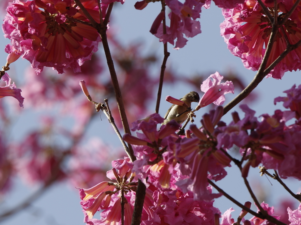 bignonia family (Bignoniaceae) - Botanical Realm
