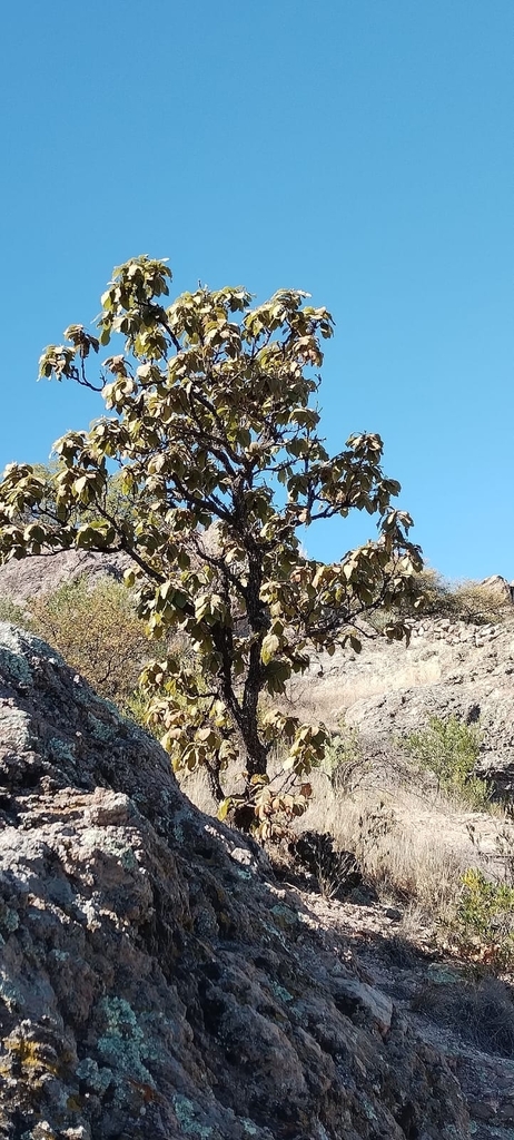 Quercus resinosa from 20326 Ags., México on October 12, 2024 by Danie ...
