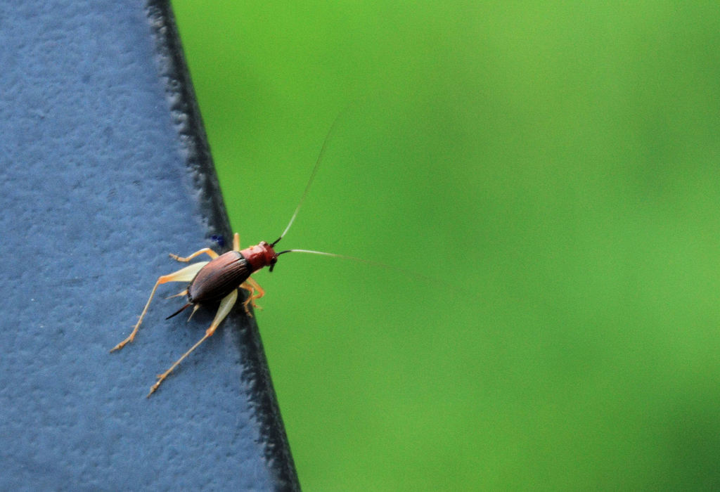 Red-headed Bush Cricket from Wayne's Statue, Valley Forge on August 25 ...