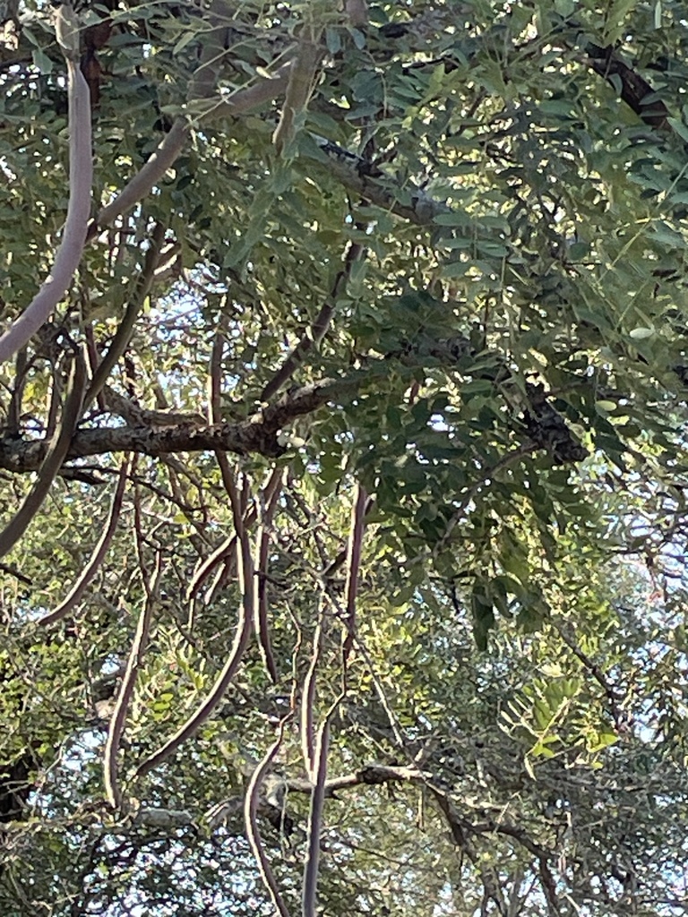 sjambok-pod from Kruger National Park, Mpumalanga, ZA on March 2, 2025 ...