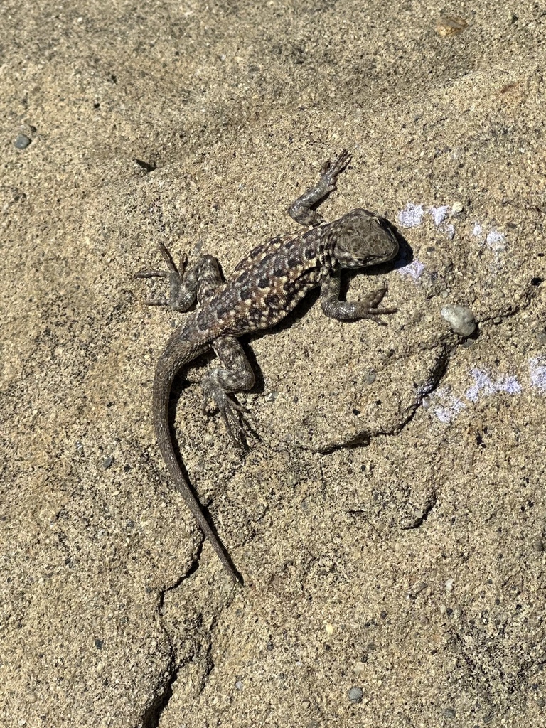 Western Side-blotched Lizard from Rocky Peak Park, Simi Valley, CA, US on March 4, 2025 at 10:25 ...