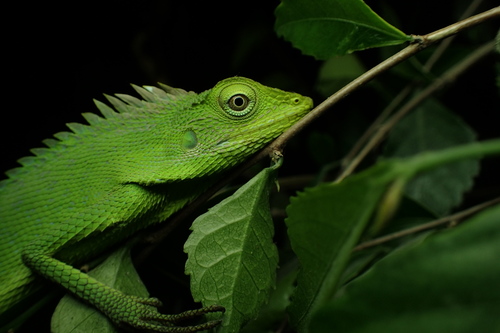 Great Crested Canopy Lizard (Bronchocela jubata) - Snakes and Lizards