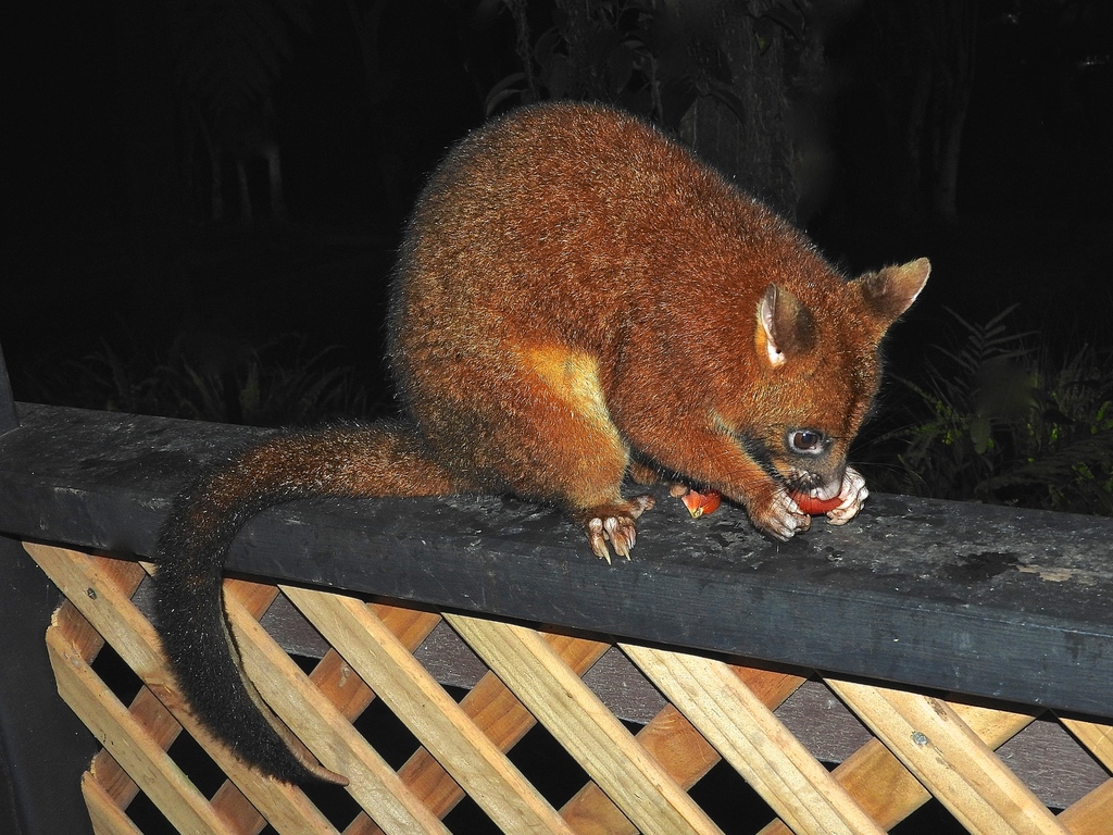 Coppery Brush-tailed Possum (Trichosurus johnstonii) - Know Your Mammals