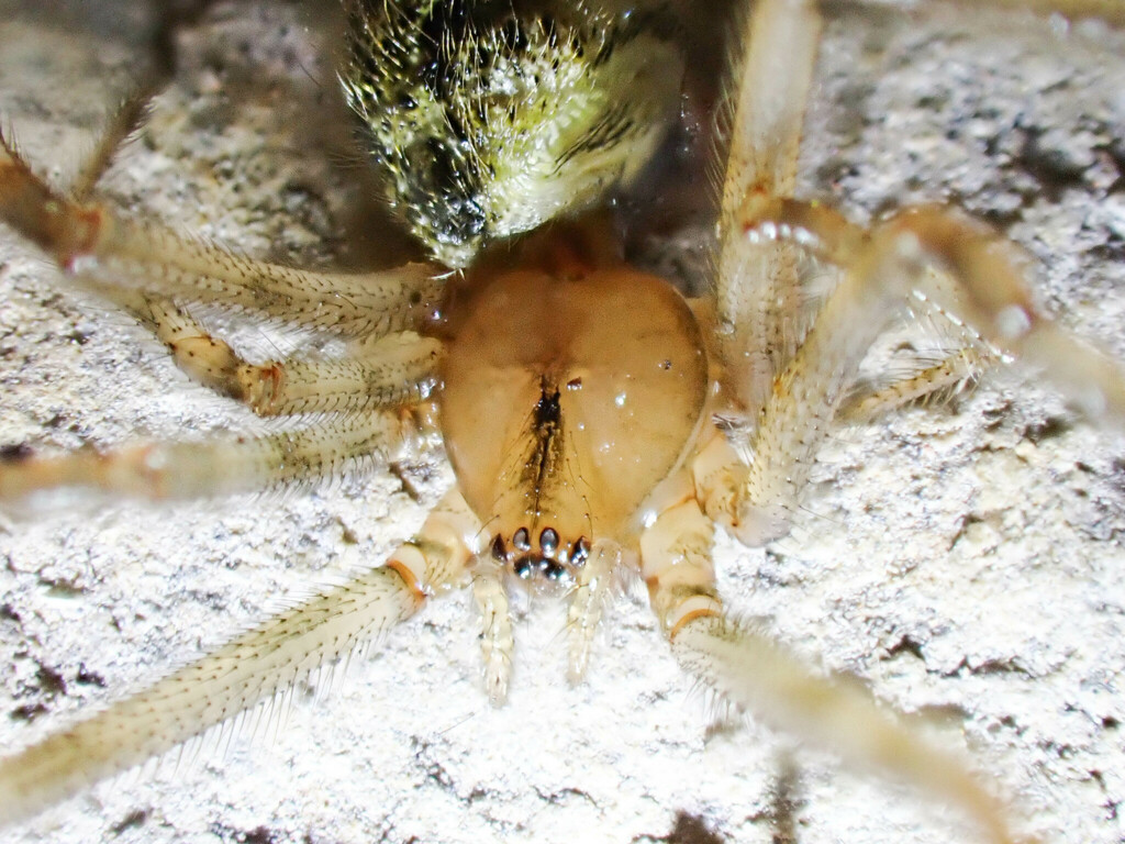 Comb-footed Spiders from Imp Cave, Splitkop, Kalk Bay, Western Cape ...