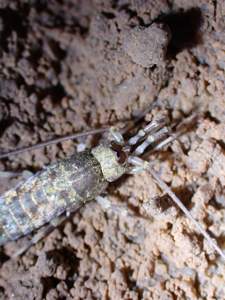 Machiloides from Imp Cave, Splitkop, Kalk Bay, Western Cape, South ...