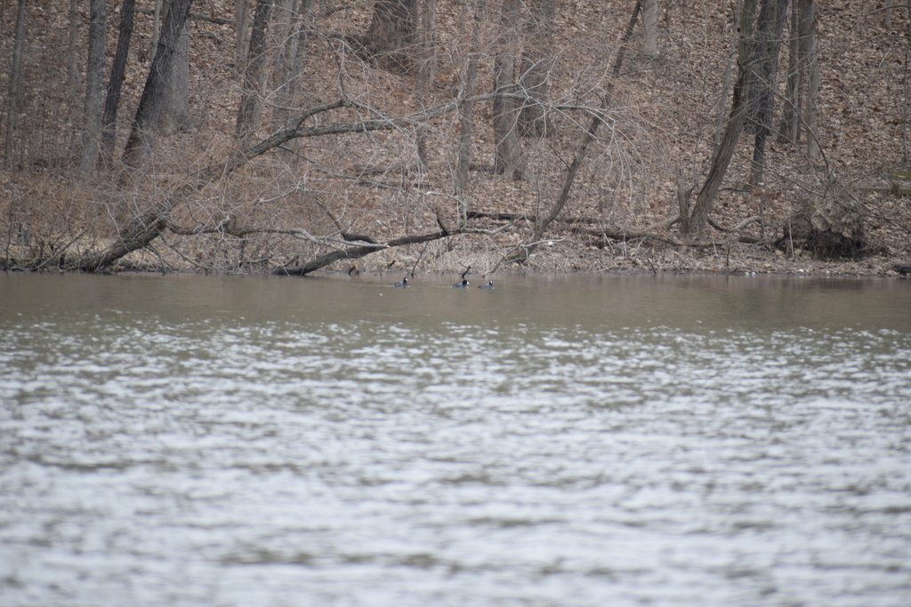 American Coot from Athens County, OH, USA on March 4, 2025 at 12:04 PM ...
