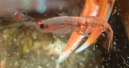 Northern Krill from Ersvika on September 23, 2023 at 10:27 PM by ...