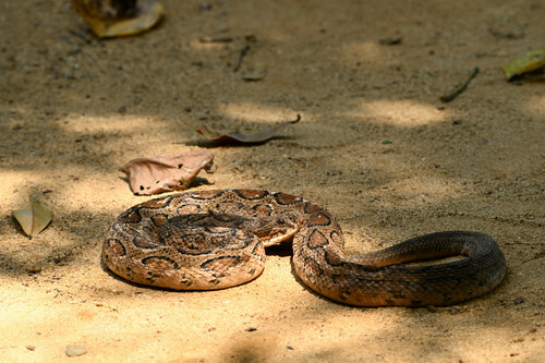Russell's Viper (Daboia russelii) - Snakes and Lizards