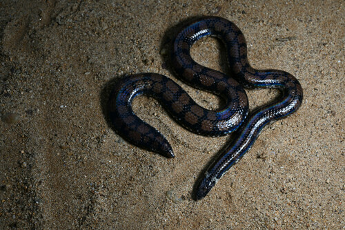 Asian Pipe Snakes (Cylindrophiidae) - Snakes and Lizards