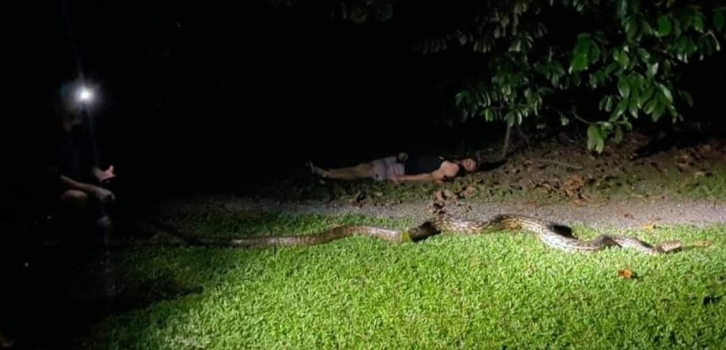 Australian Scrub Python from Cape Tribulation QLD, Australia on October ...