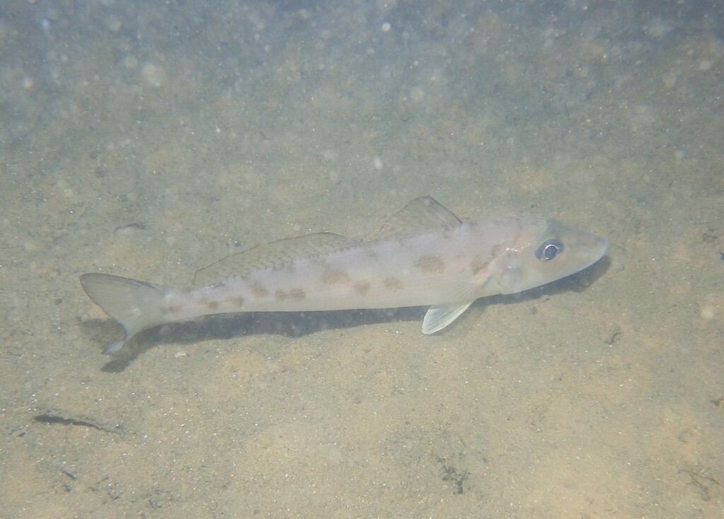 Trumpeter Whiting from Clifton Gardens, NSW on March 4, 2025 at 07:49 ...