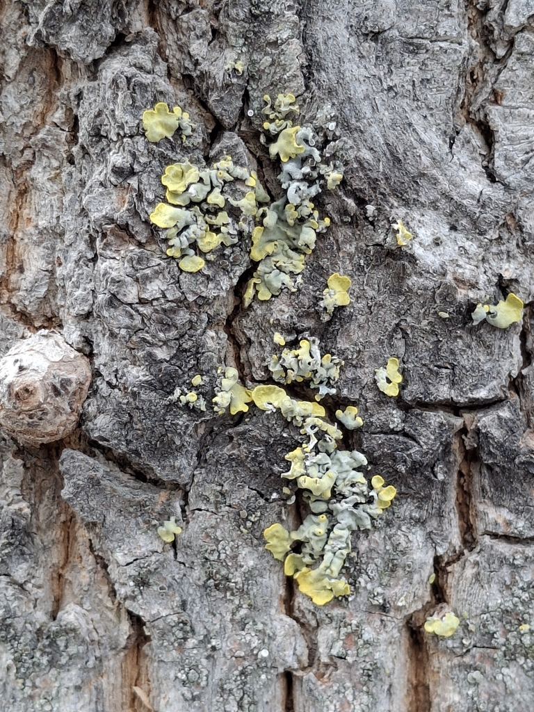 common lichens from Rexburg, ID, USA on March 4, 2025 at 03:02 PM by ...
