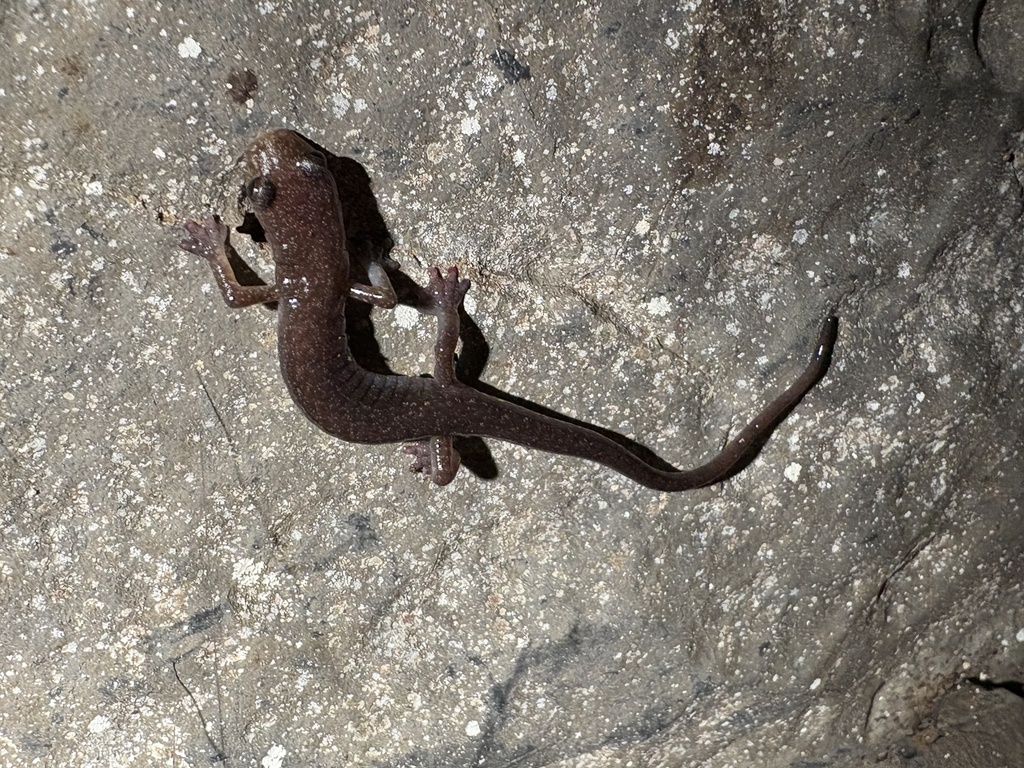Splayfoot Salamanders in March 2025 by grahambmoore · iNaturalist