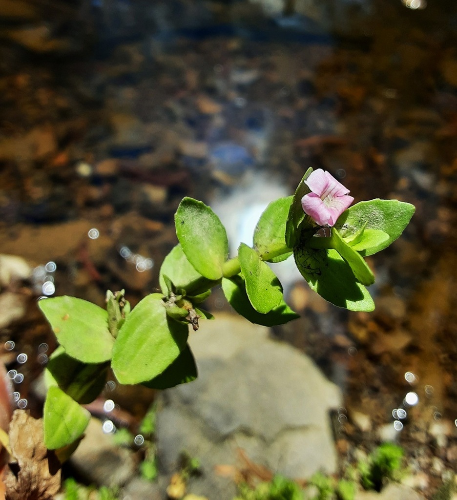 Austral Brooklime from Lidsdale State Forest, Rydal NSW 2845, Australia ...